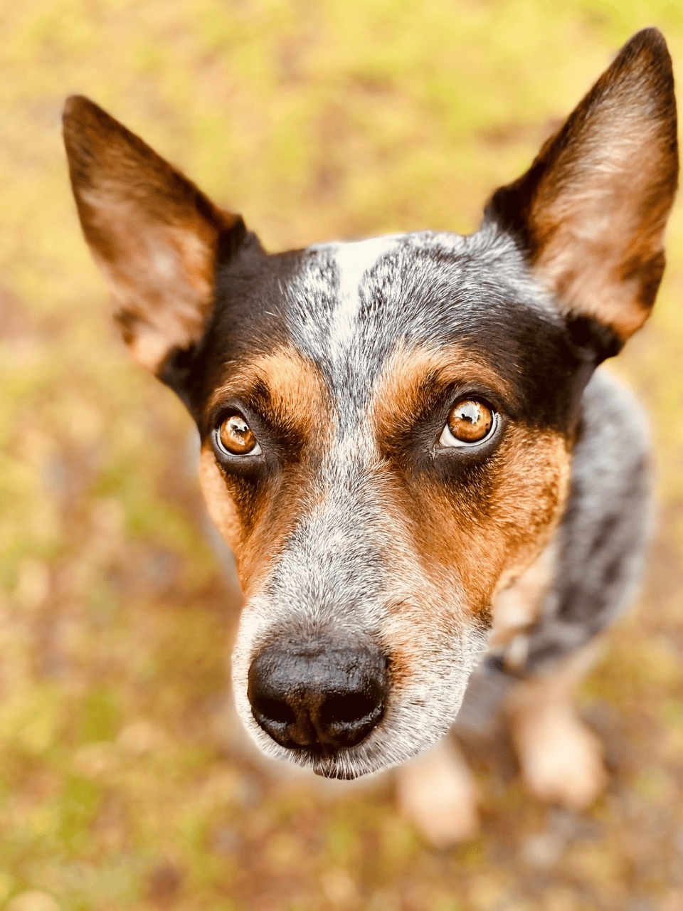 Braxton Johnson is "Bunsen" in Disney's Newsies